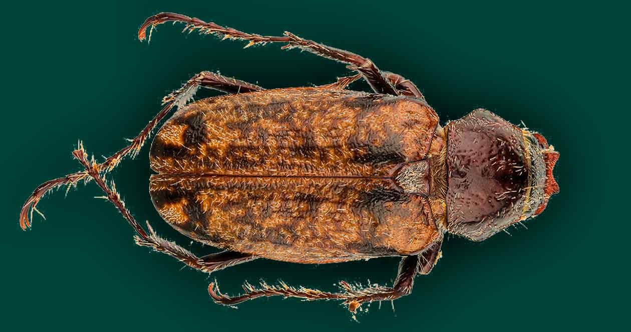 Cucarrón de Mayo. Manopus Biguttatus pastoralemania.com.